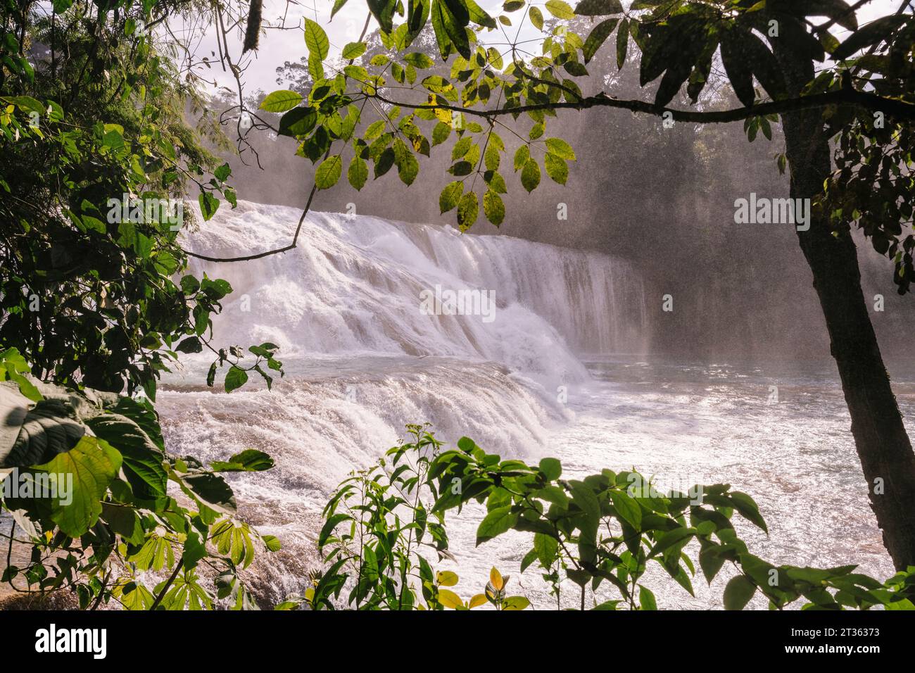 Agua Azul Cascades seen through trees Stock Photo - Alamy