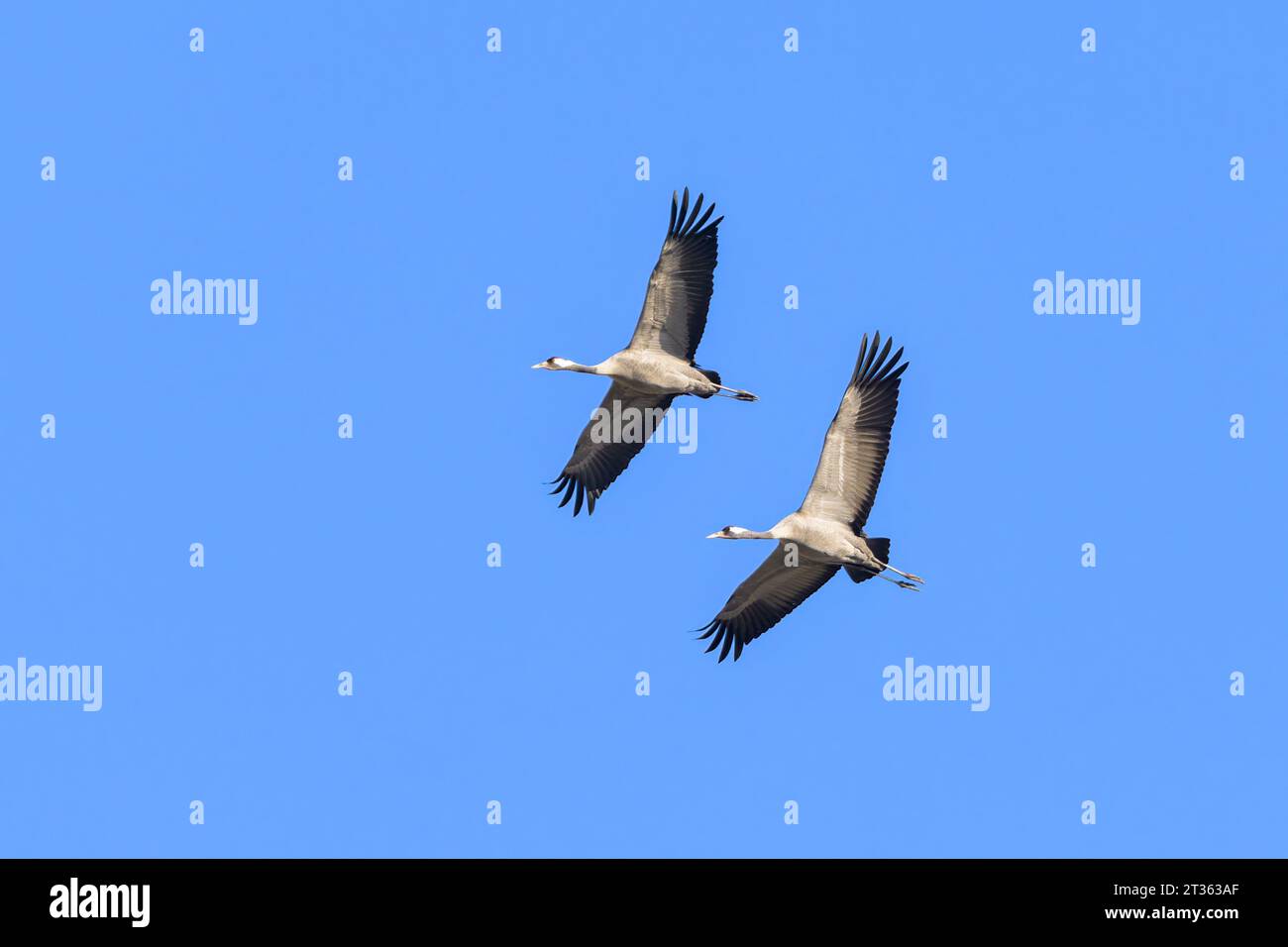 A group of Common Cranes flying blue sky, sunny day in springtime in ...