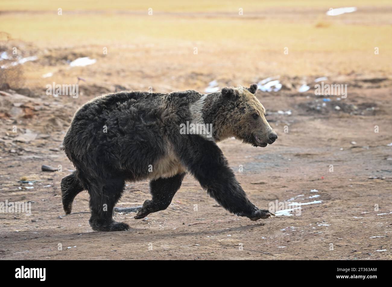 Ruoqiang. 17th Oct, 2023. This photo taken on Oct. 17, 2023 shows a ...