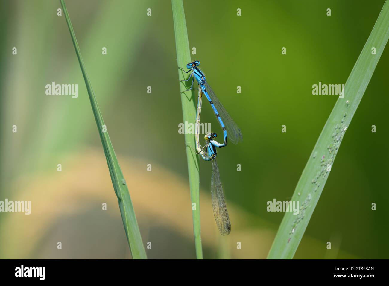 A pair of Common blue damselflies (Enallagma cyathigerum) resting ...