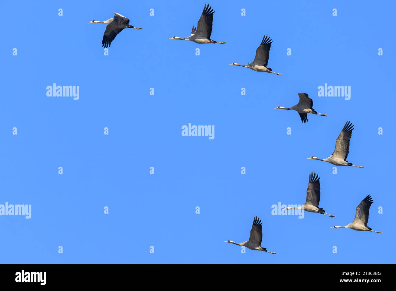 A group of Common Cranes flying blue sky, sunny day in springtime in ...