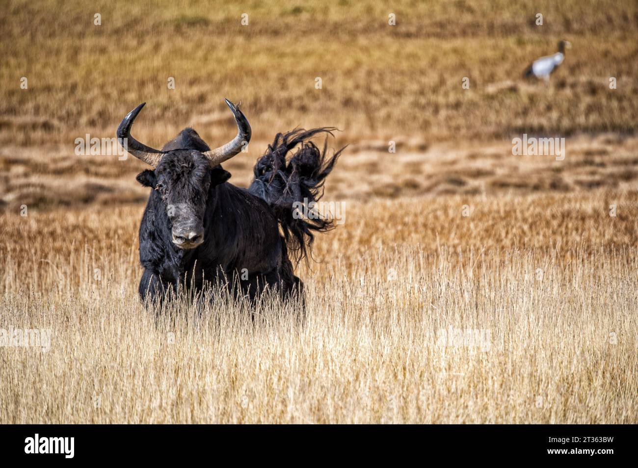 Ruoqiang. 14th Oct, 2023. This photo taken on Oct. 14, 2023 shows a ...