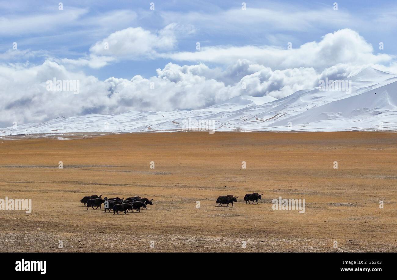 (231023) -- RUOQIANG, Oct. 23, 2023 (Xinhua) -- This aerial photo taken ...