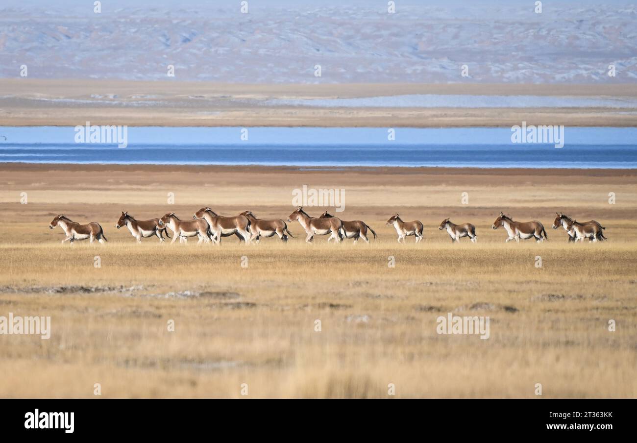 (231023) -- RUOQIANG, Oct. 23, 2023 (Xinhua) -- This photo taken on Oct ...