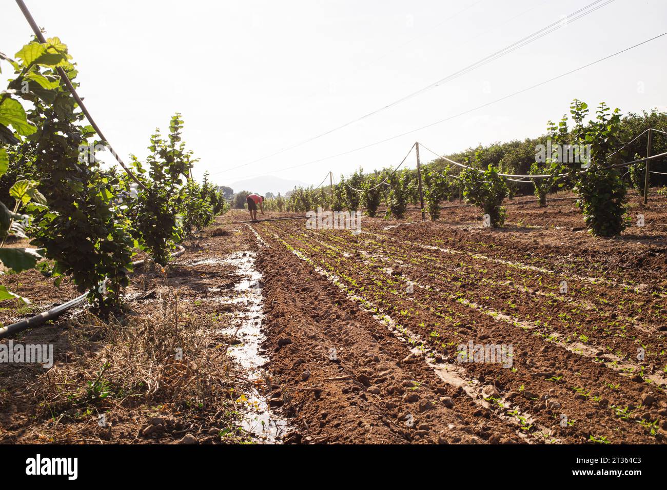 Farmer planting cannabis seeds in field Stock Photo - Alamy