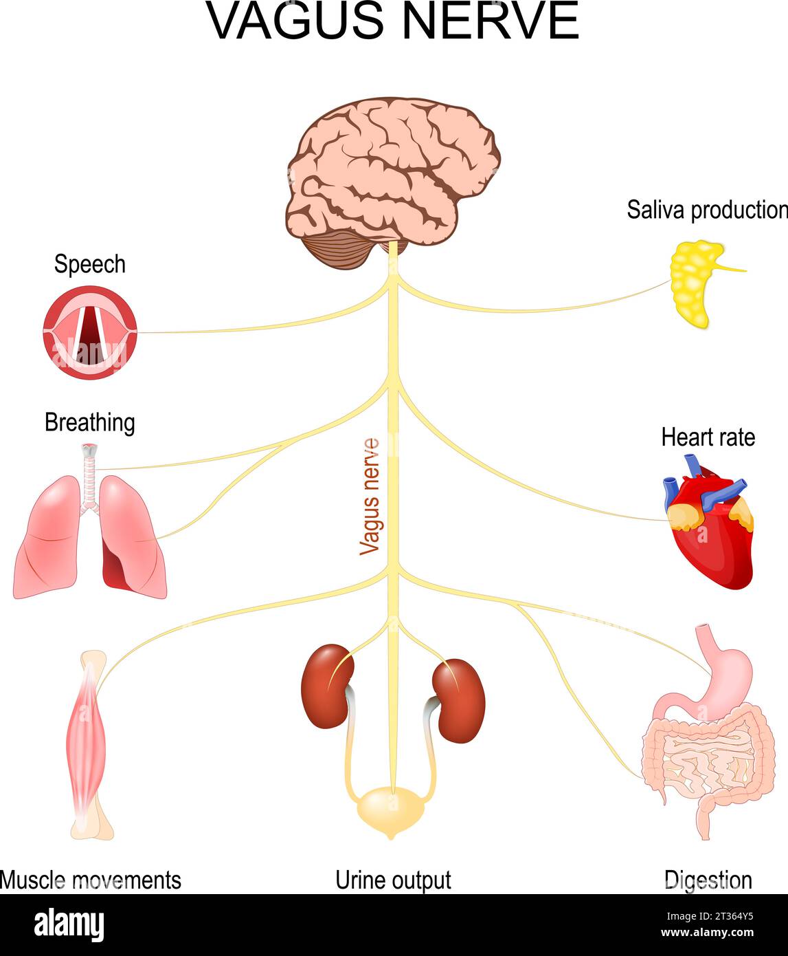 Vagus Nerve. parasympathetic nervous system. Function of the Nervus ...