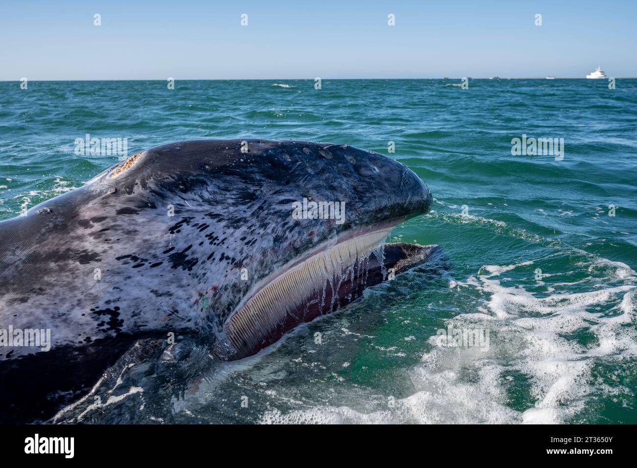 Mexico, Baja California, Head of gray whale (Eschrichtius robustus ...