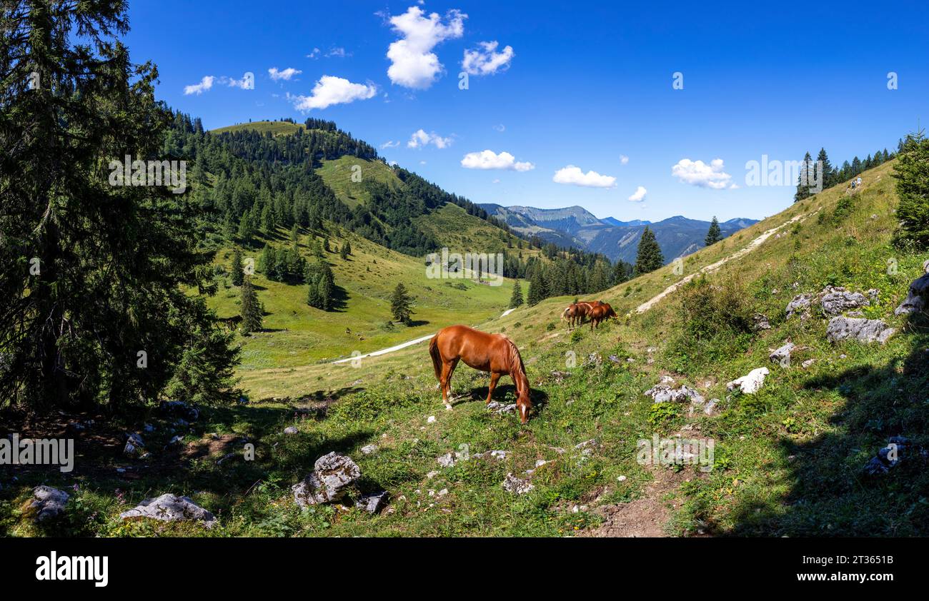 Austria, Salzburger Land, Horses grazing in alpine pasture Stock Photo ...