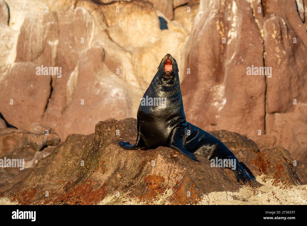 Californian sea lion baja california hi-res stock photography and ...