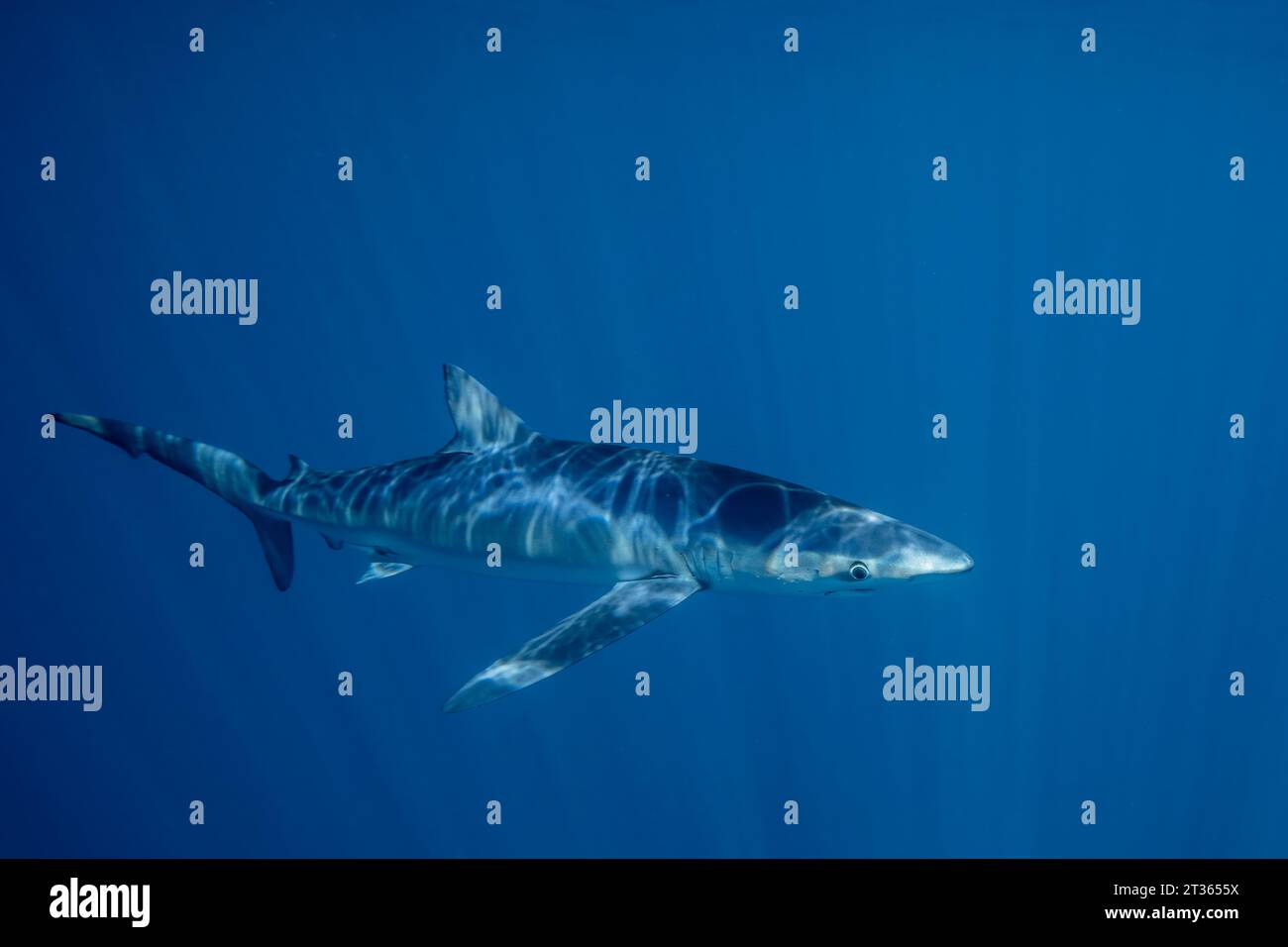 Mexico, Baja California, Underwater view of blue shark (Prionace glauca ...