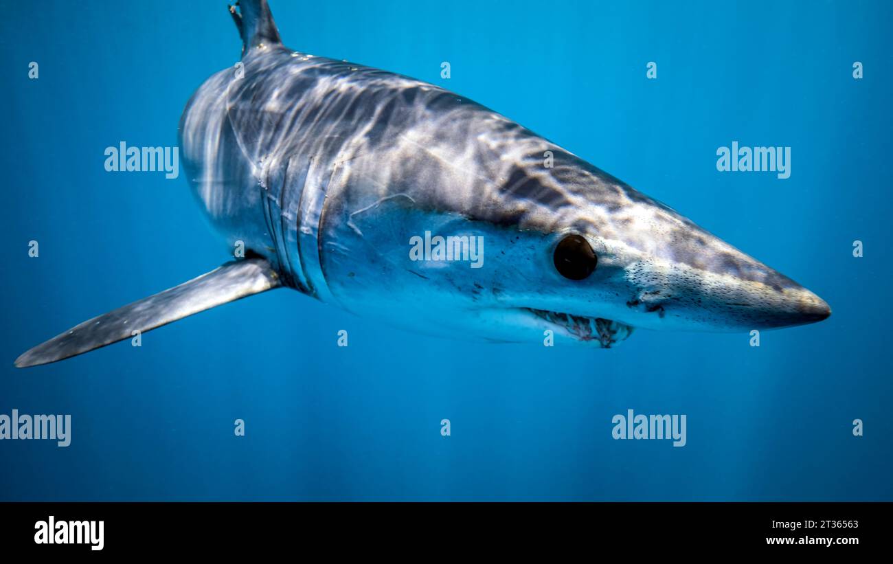 Mexico, Baja California, Underwater view of shortfin mako shark (Isurus ...