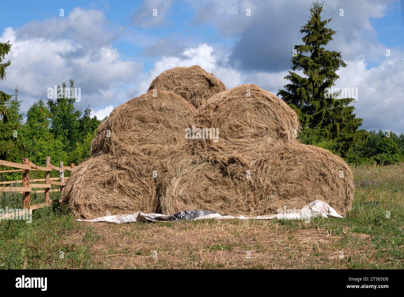 A haystack is drying in the sun. Harvesting wheat and harvesting hay in ...