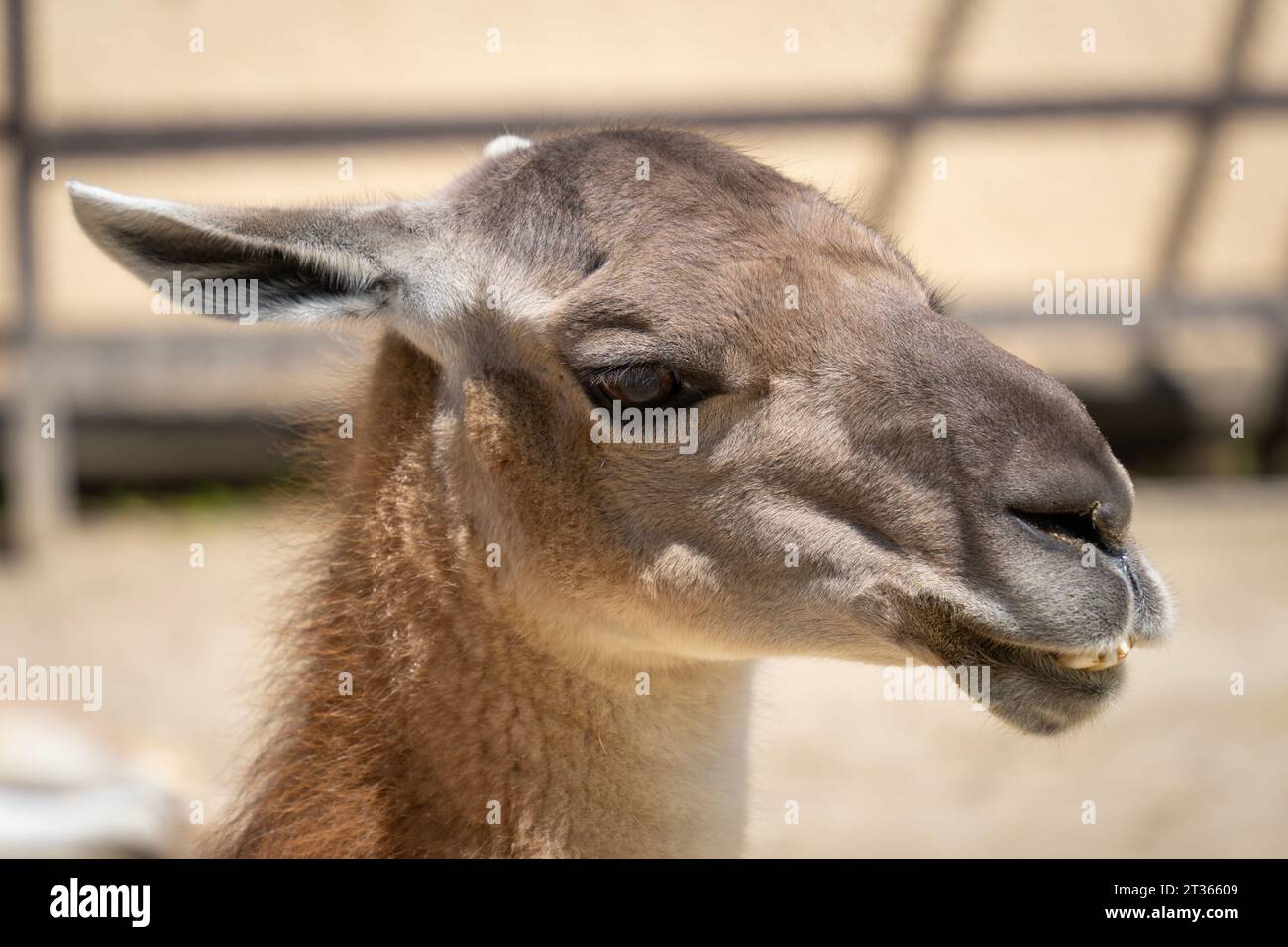 Guanaco (Lama guanicoe) head in the sun on a sandy background Stock ...