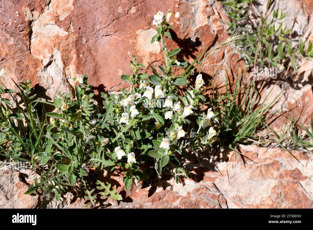 Sistema iberico mountains hi-res stock photography and images - Alamy