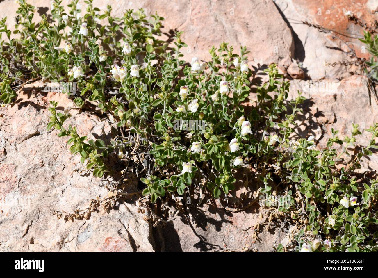 Antirrhinum pulverulentum is a perennial plant endemic to Sistema ...