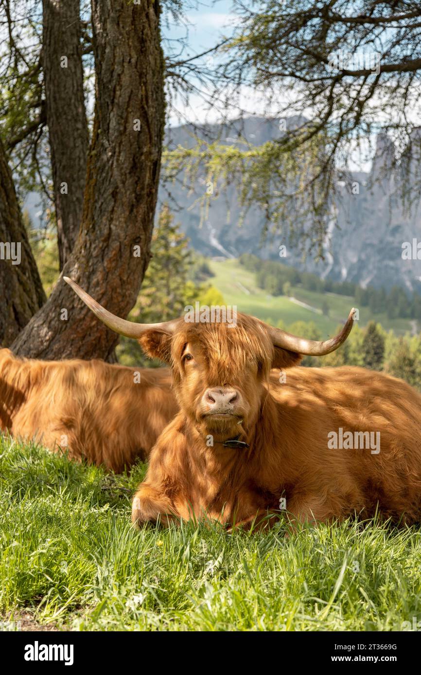 Brown cow in forest hi-res stock photography and images - Alamy
