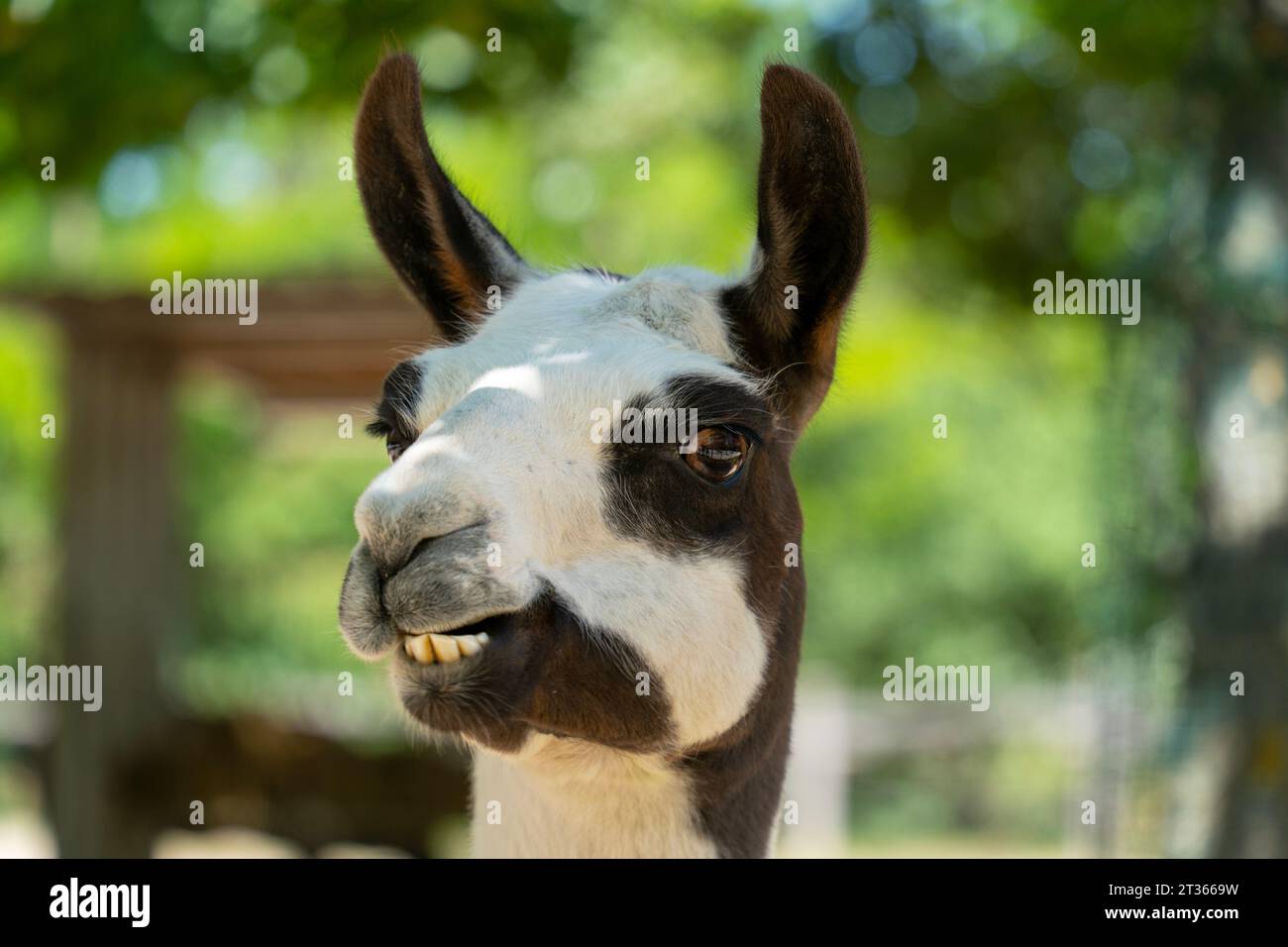 Llama (Lama glama) with brown white spotted head Stock Photo - Alamy