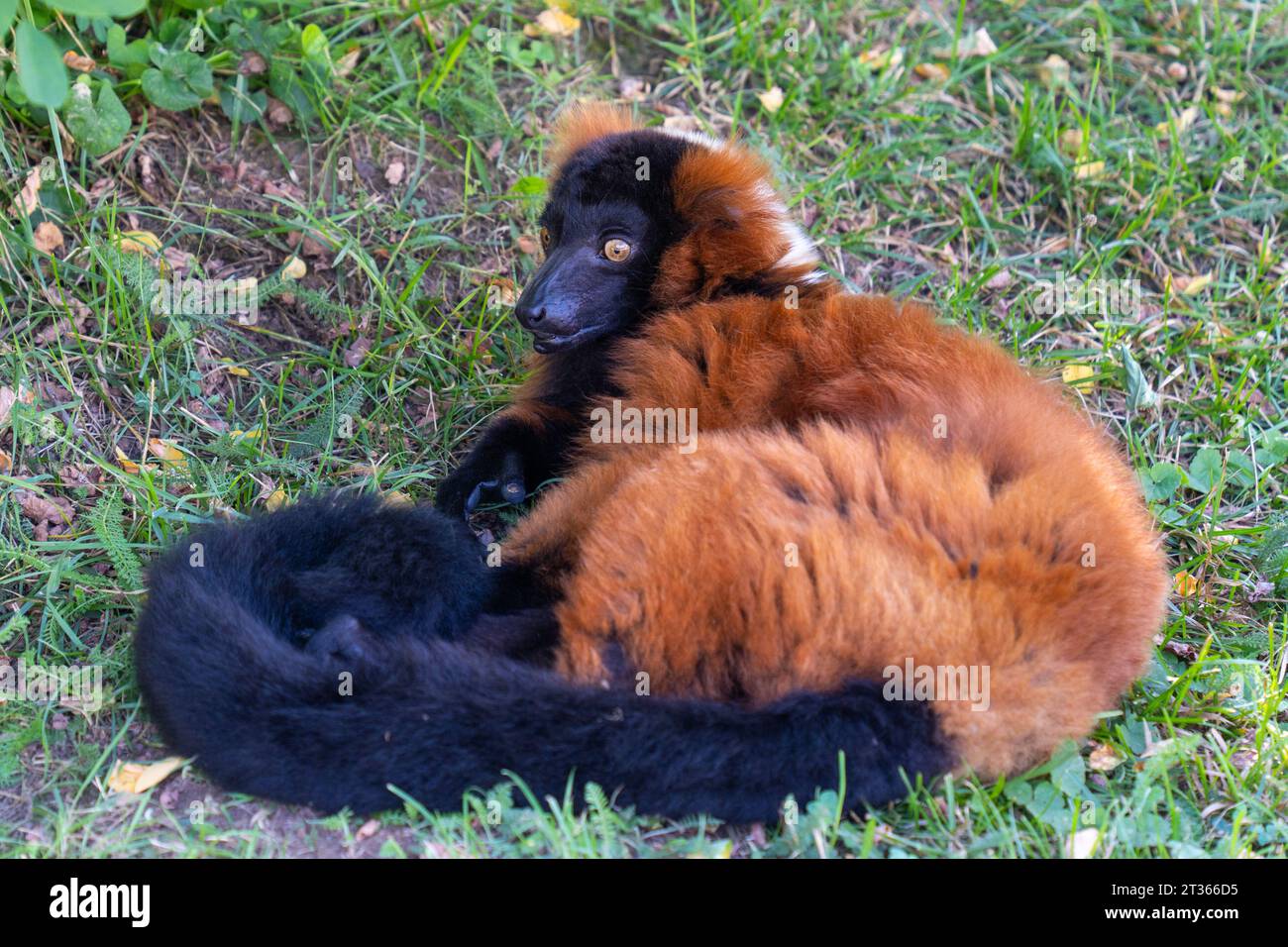 Red Ruffed Lemur (Varecia rubra) lies in the green grass Stock Photo ...