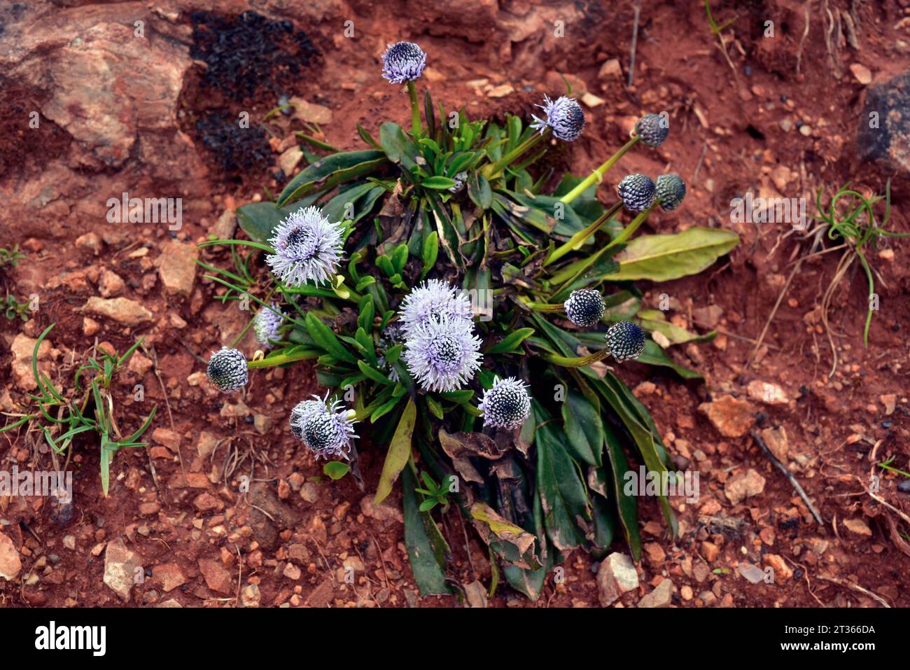 Globularia nudicaulis is a perennial herb native to mountains of ...
