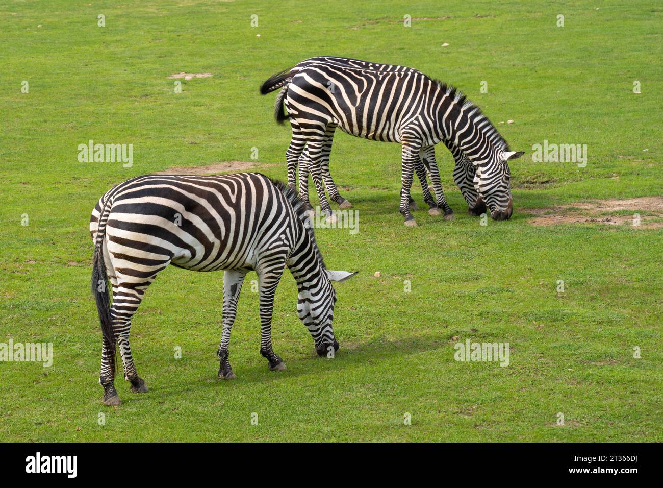 Two zebras (Hippotigris) in green grass Stock Photo - Alamy