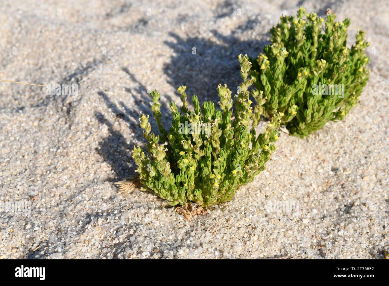 Linaria arenaria is an annual endangered plant native to the coasts of ...