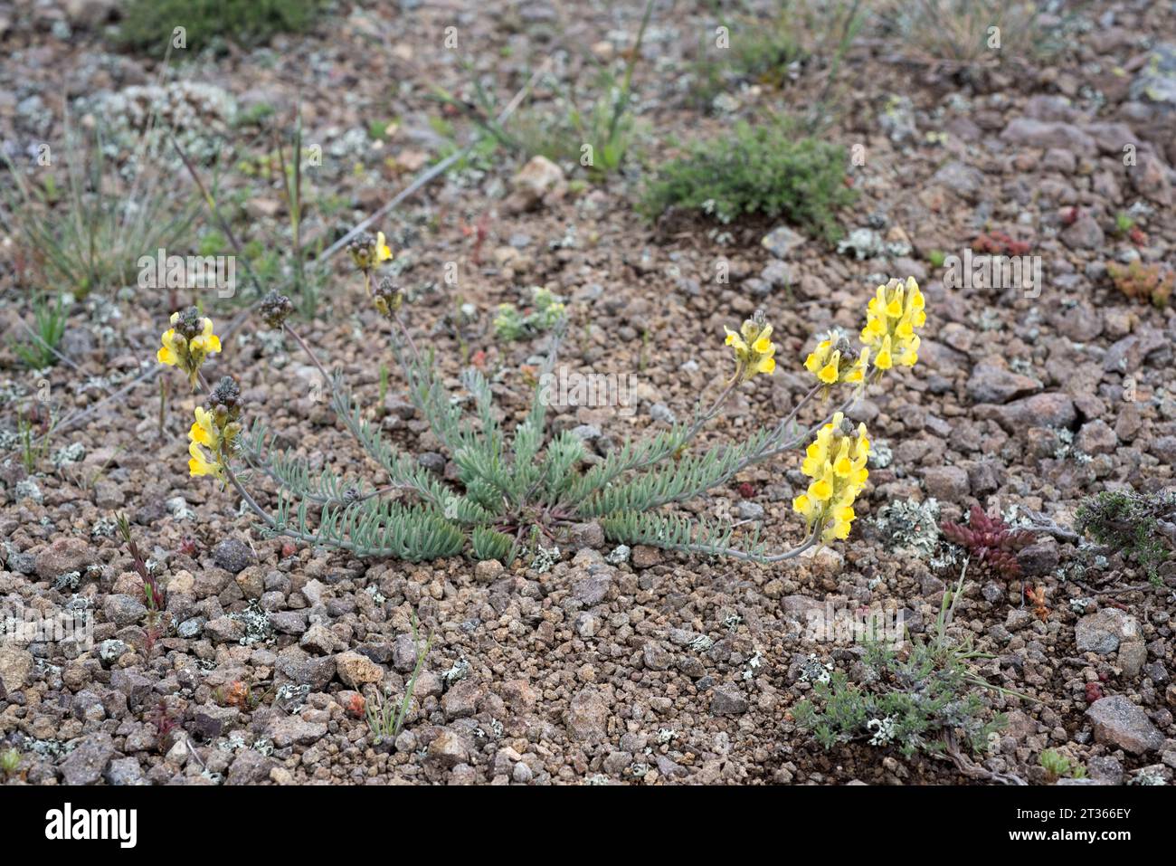 Linaria supina is a perennial or annual plant native to western ...