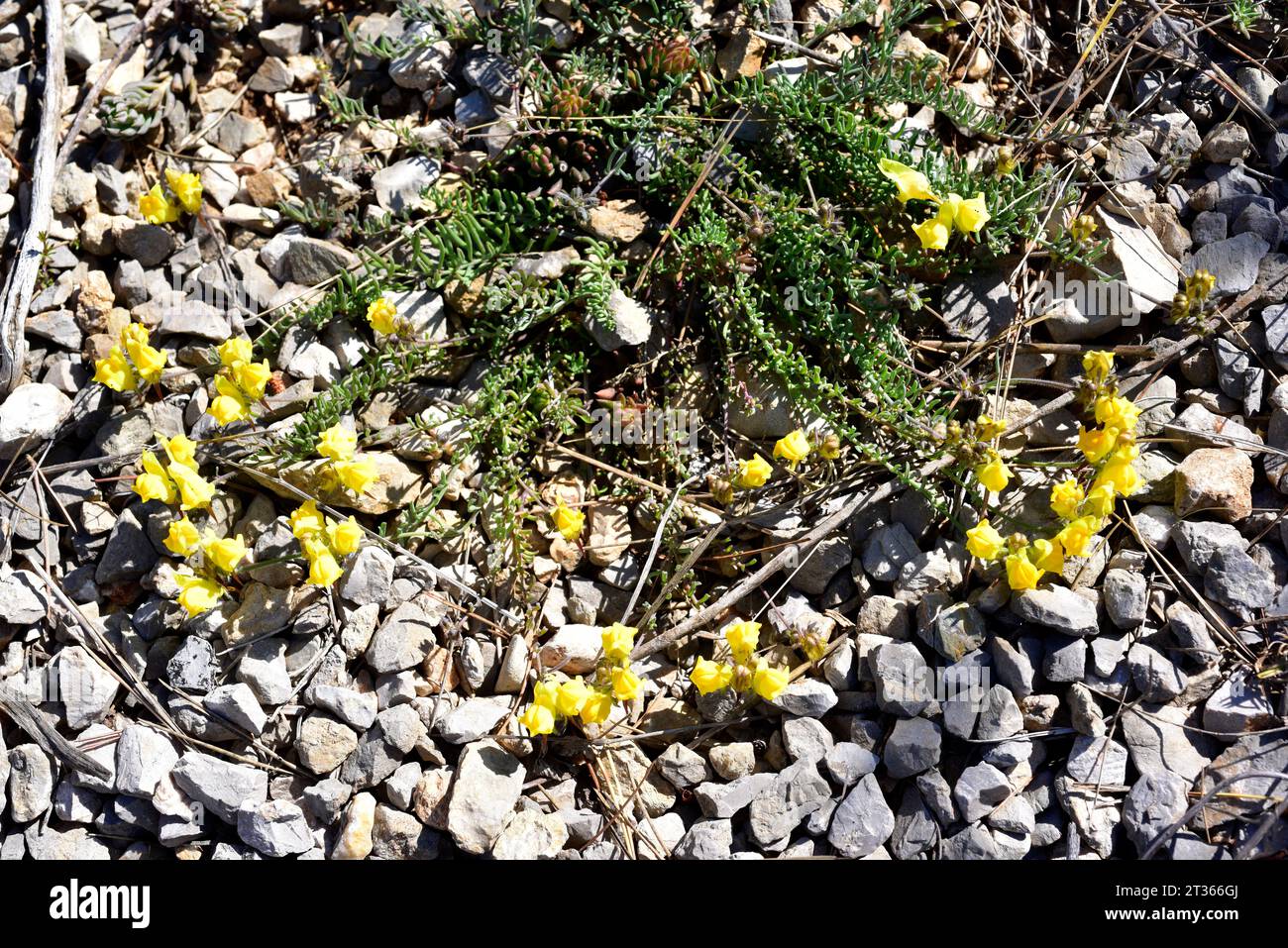 Linaria supina is a perennial or annual plant native to western ...