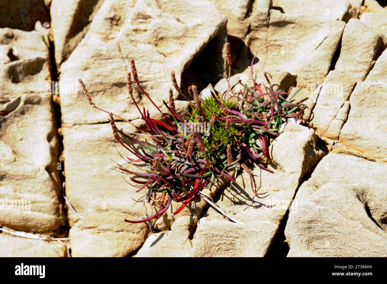 Plantago marino hi-res stock photography and images - Alamy
