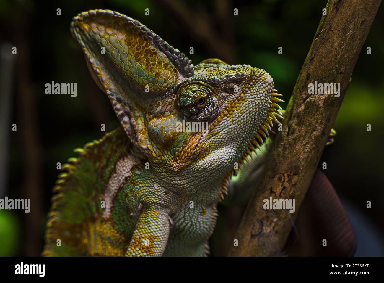 Portrait of green chameleon climbing branch Stock Photo - Alamy