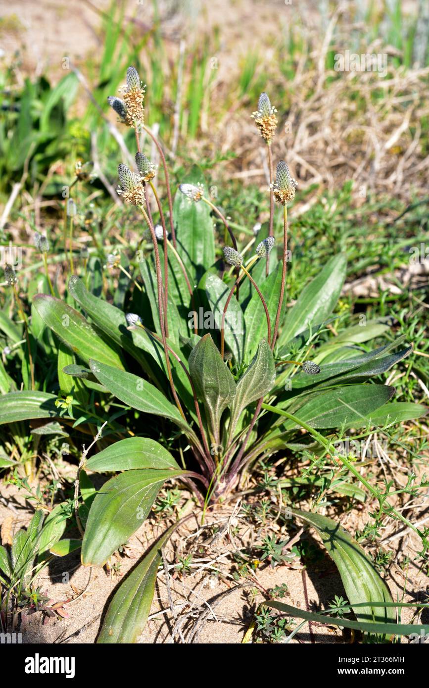 Ribwort plantain (Plantago lanceolata) is a perennial medicinal herb ...