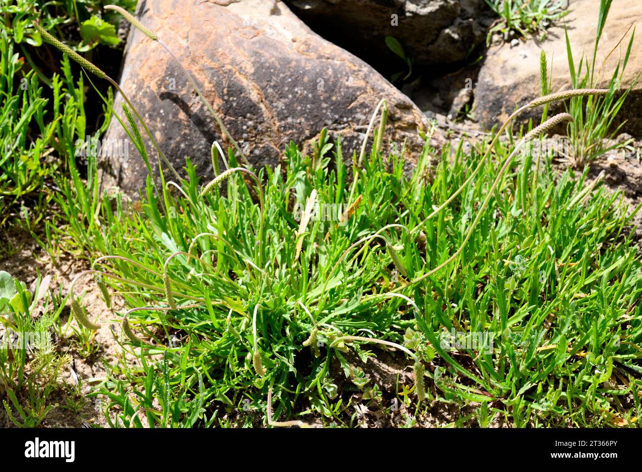 Plantago macrorhiza is a perennial herb native to western Mediterranean ...