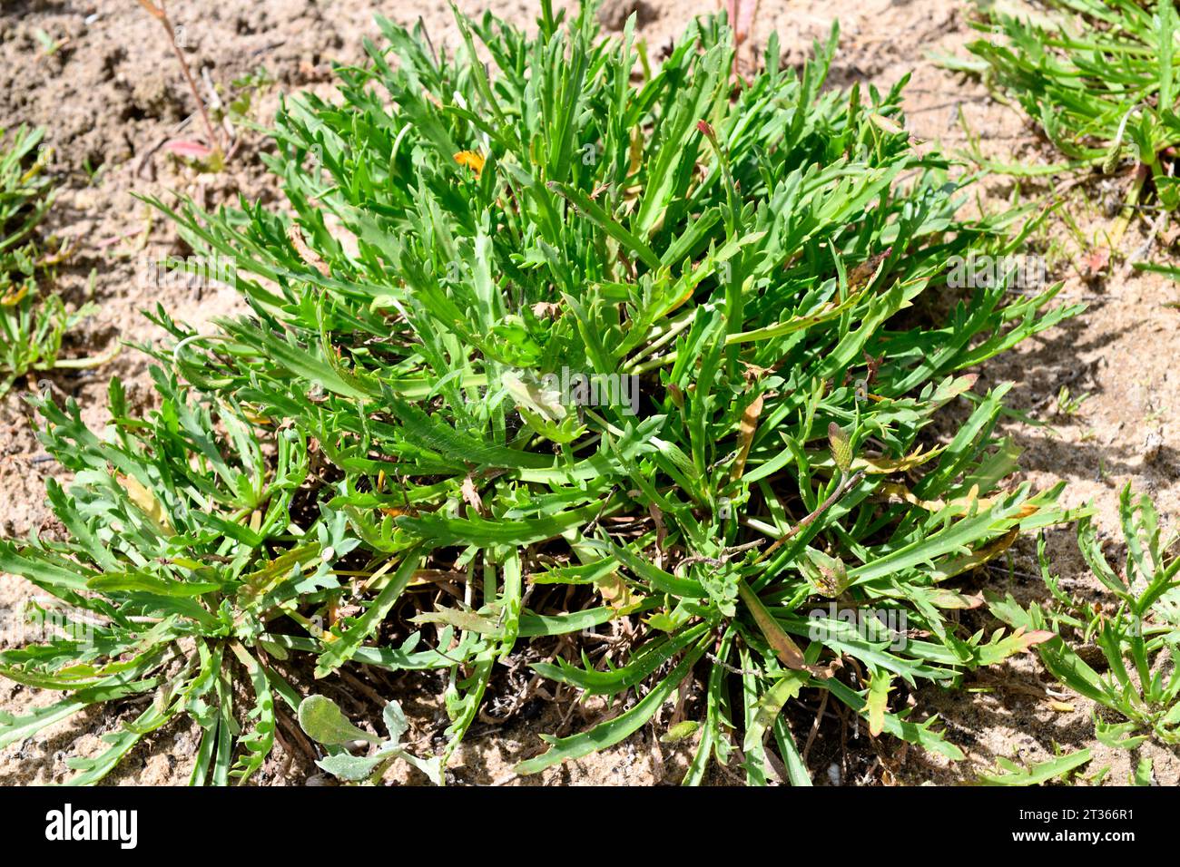 Plantago macrorhiza is a perennial herb native to western Mediterranean ...