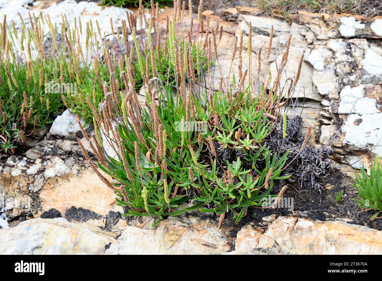 Sea plantain (Plantago maritima) is a perennial herb native to Eurasia ...
