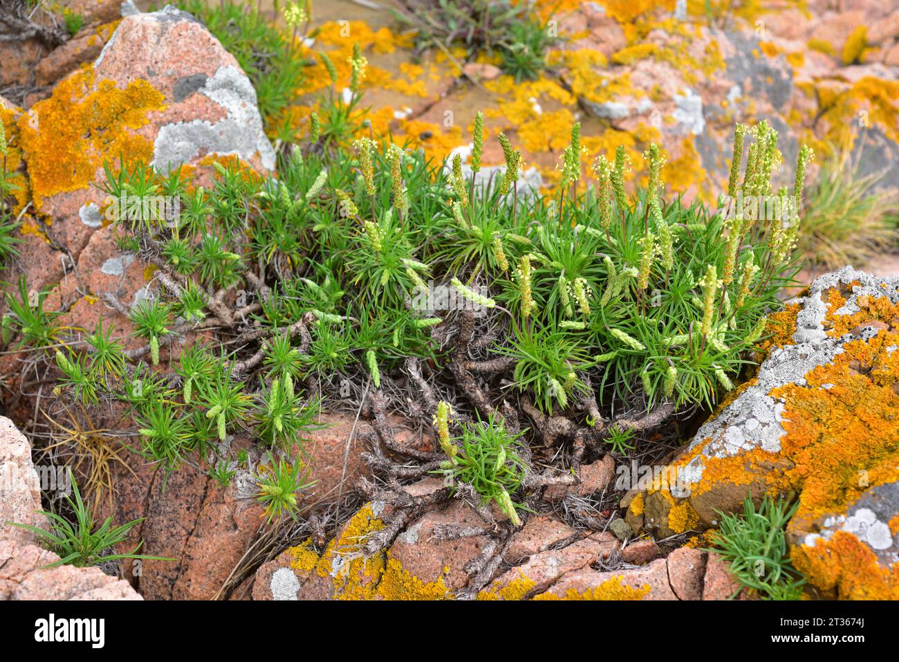 Plantago subulata is a subshrub native to Mediterranean basin. This ...