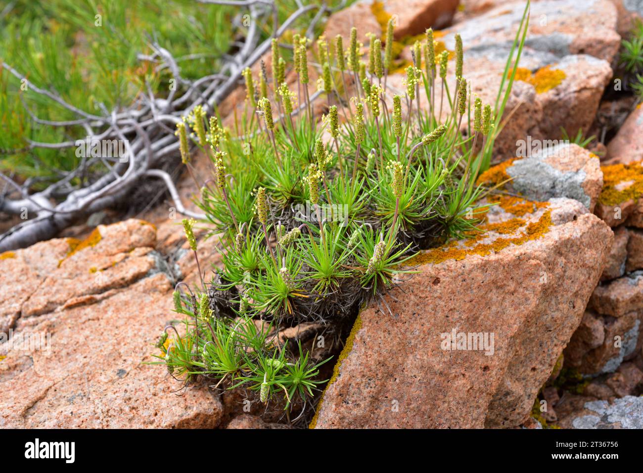 Plantago subulata is a subshrub native to Mediterranean basin. This ...
