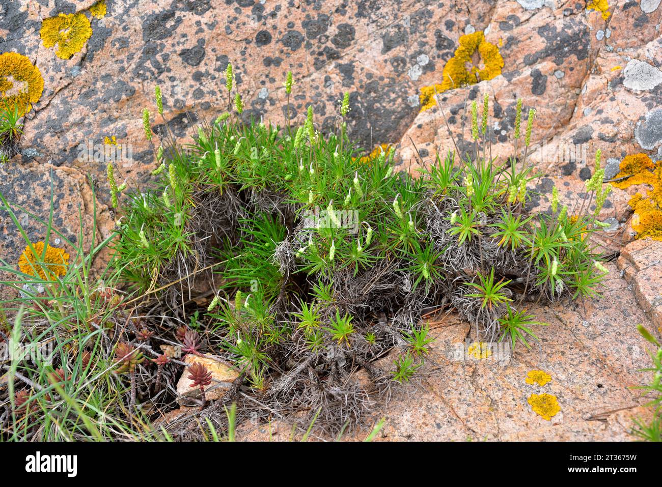Plantago subulata is a subshrub native to Mediterranean basin. This ...