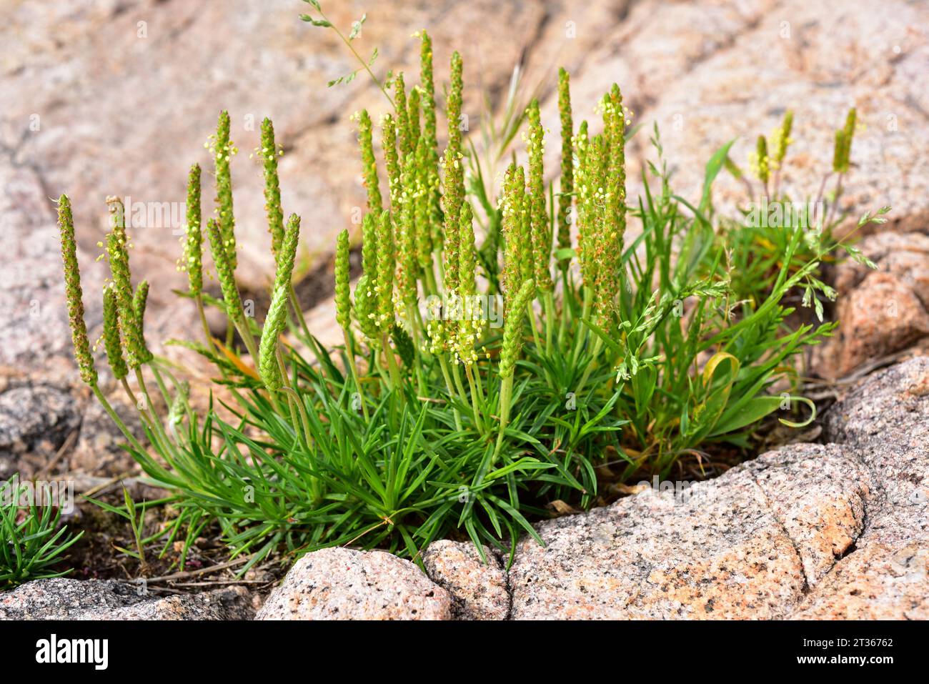 Plantago subulata plantago subulata hi-res stock photography and images ...