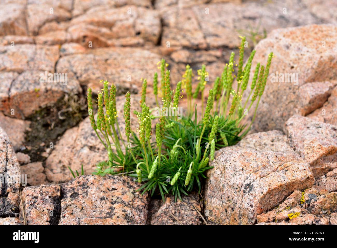 Plantago subulata is a subshrub native to Mediterranean basin. This ...