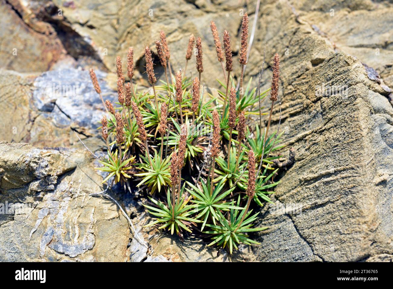 Plantago subulata is a subshrub native to Mediterranean basin. This ...