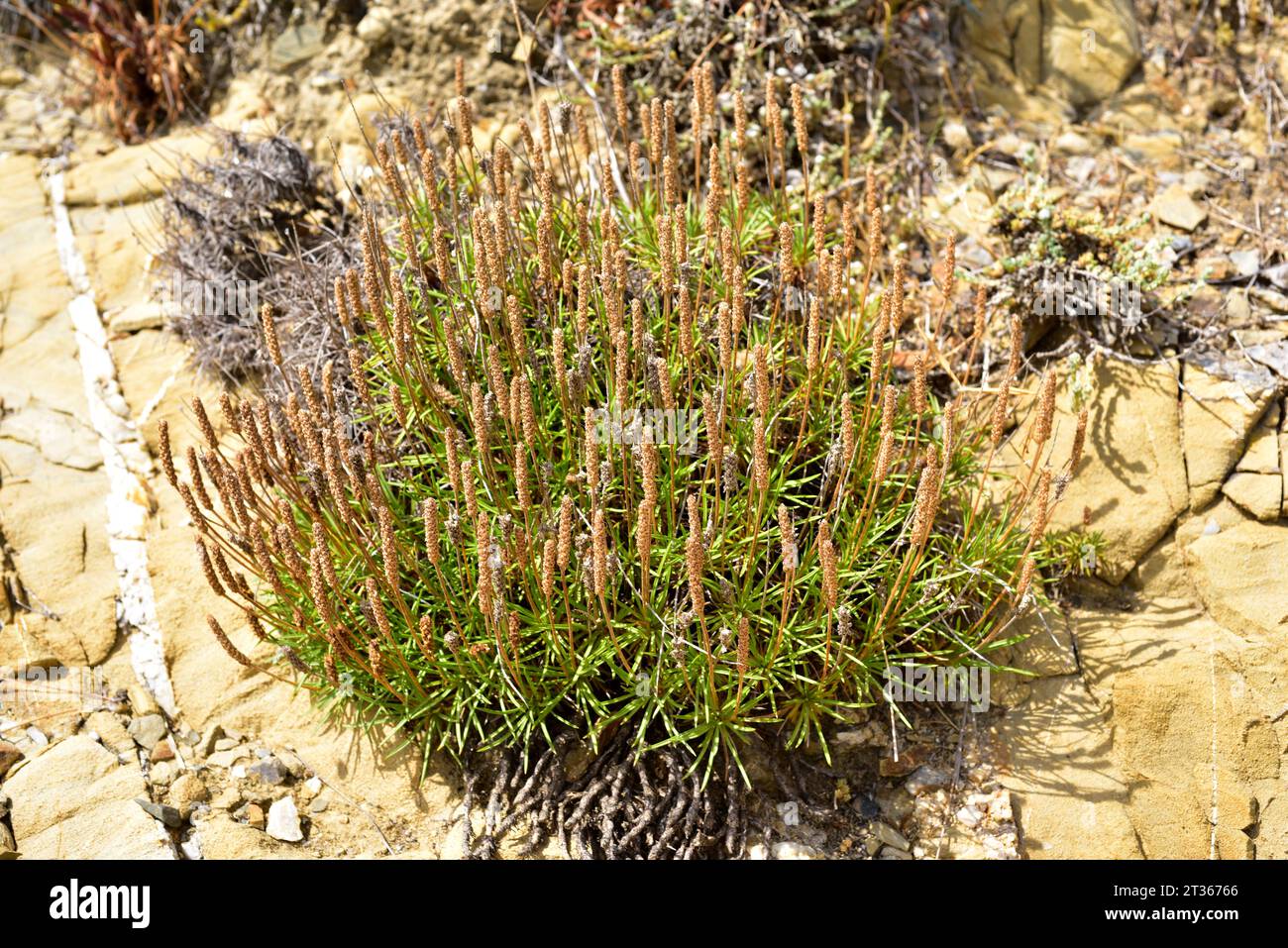 Plantago subulata is a subshrub native to Mediterranean basin. This ...