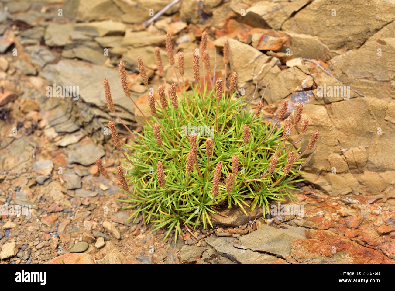 Plantago subulata is a subshrub native to Mediterranean basin. This ...