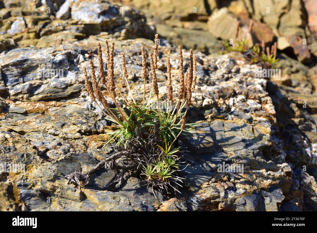 Plantago subulata is a subshrub native to Mediterranean basin. This ...