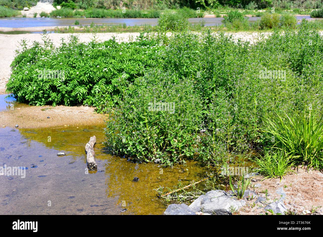 European speedwell (Veronica beccabunga) is a perennial succulent plant ...