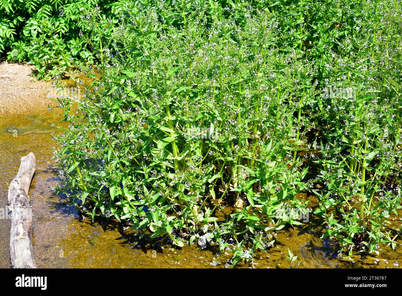 European speedwell (Veronica beccabunga) is a perennial succulent plant ...