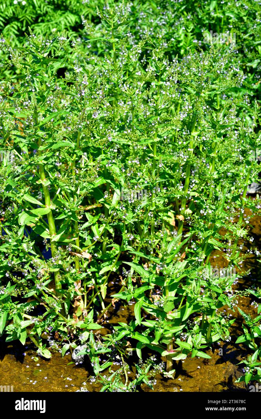 European speedwell (Veronica beccabunga) is a perennial succulent plant ...