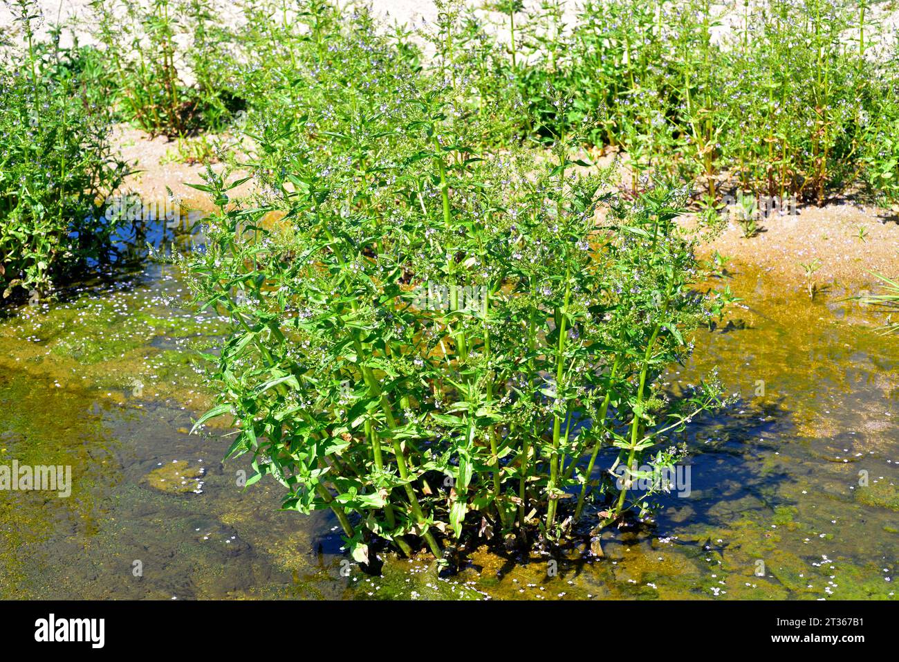 European speedwell (Veronica beccabunga) is a perennial succulent plant ...