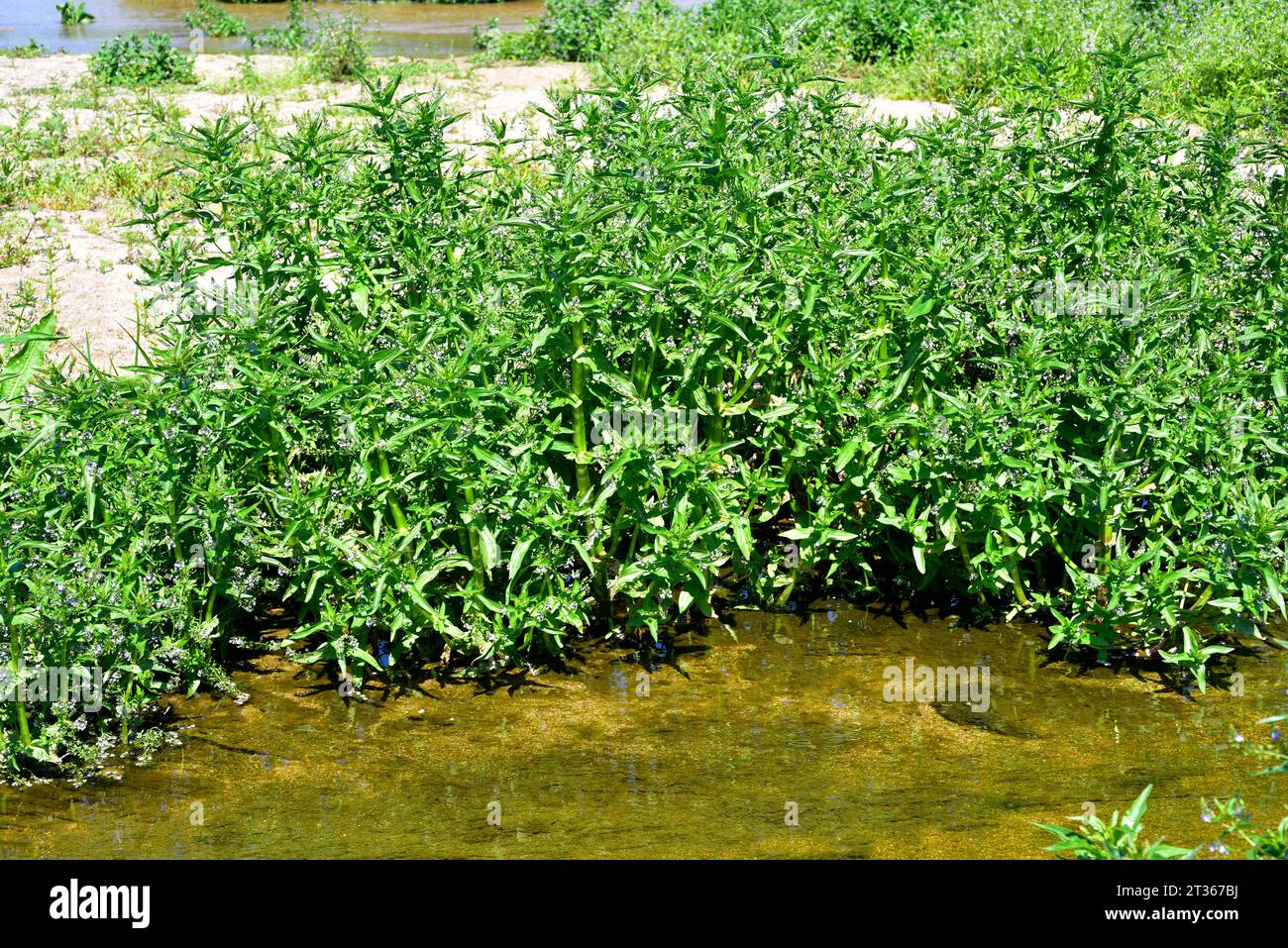 European speedwell (Veronica beccabunga) is a perennial succulent plant ...