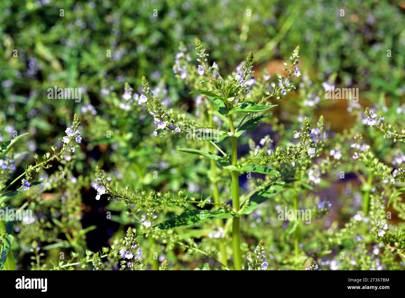 European speedwell (Veronica beccabunga) is a perennial succulent plant ...