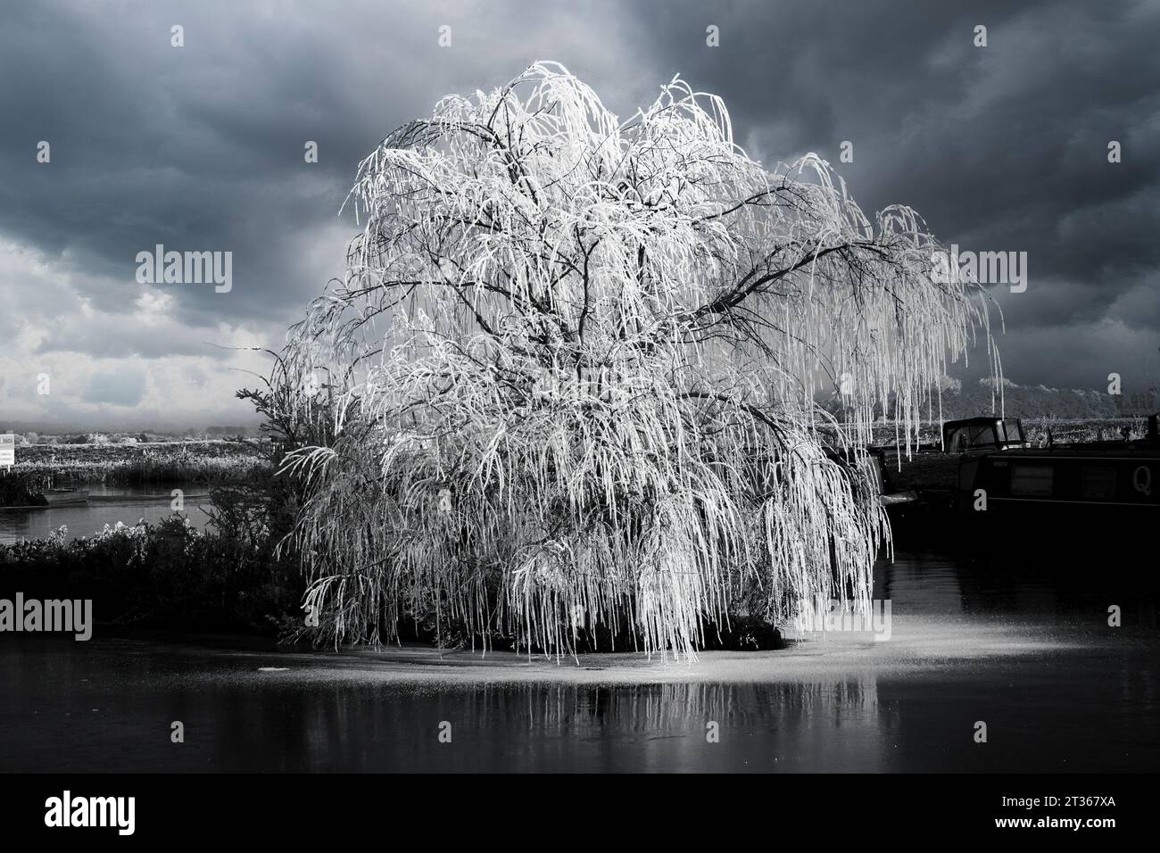 Tree covered in frost Stock Photo - Alamy
