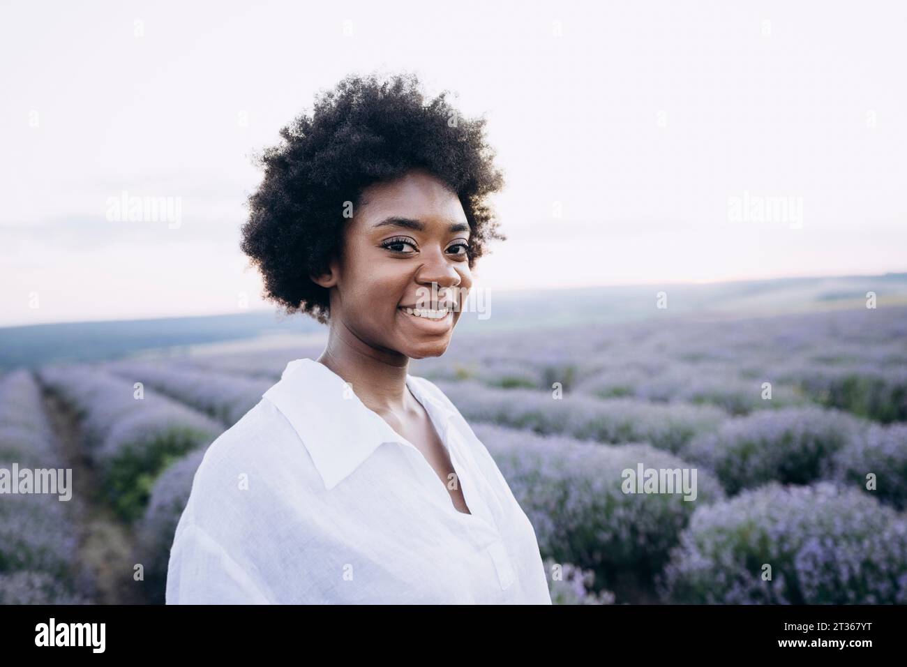 Lavender field under hi-res stock photography and images - Alamy